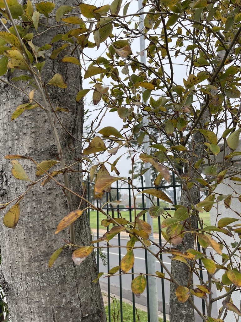 Simon's Poplar from Koeberg Road, Durbanville, WC, ZA on June 1, 2023 ...