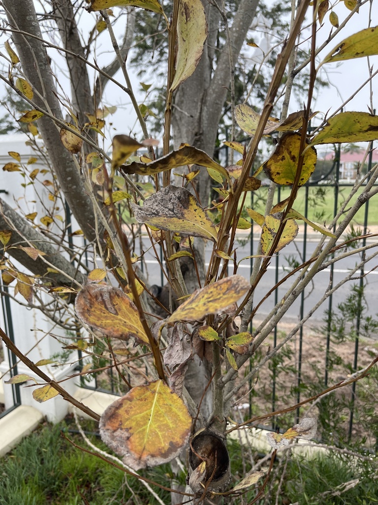 Simon's Poplar from Plein Street, Durbanville, WC, ZA on June 1, 2023 ...