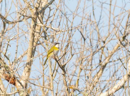 Observations by decklan · iNaturalist