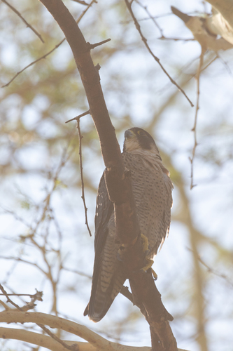 Observations by decklan · iNaturalist