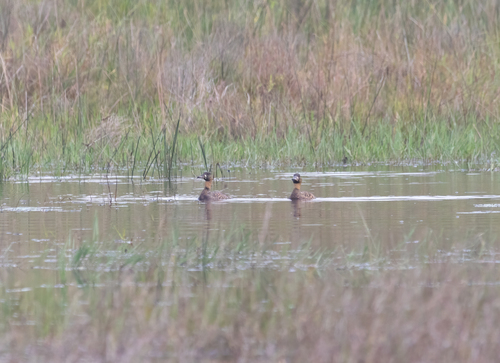 Observations by decklan · iNaturalist