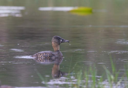 Observations by decklan · iNaturalist