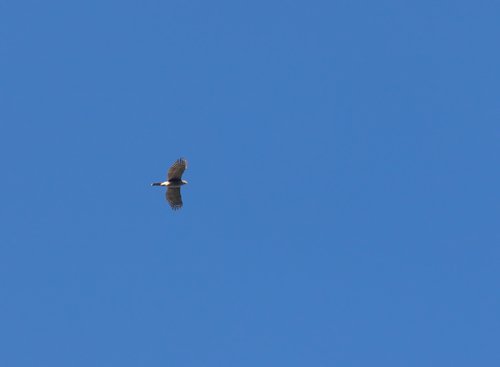 Observations by decklan · iNaturalist