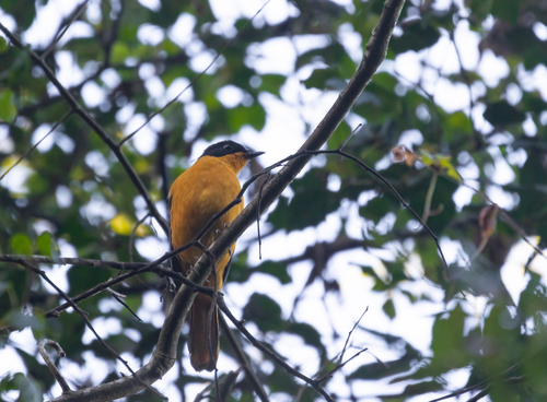 Observations by decklan · iNaturalist