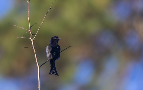 Observations by decklan · iNaturalist