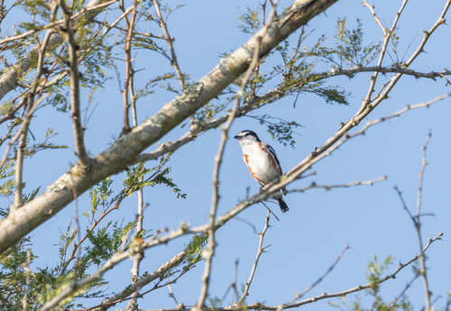 Observations by decklan · iNaturalist