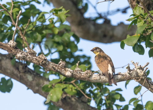 Observations by decklan · iNaturalist