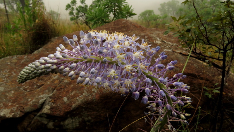 Blue Squill from Giants Castle Game Reserve, South Africa on October 17 ...