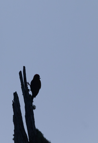 Observations by decklan · iNaturalist