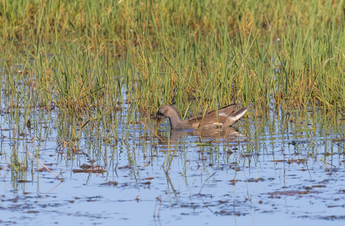 Observations by decklan · iNaturalist