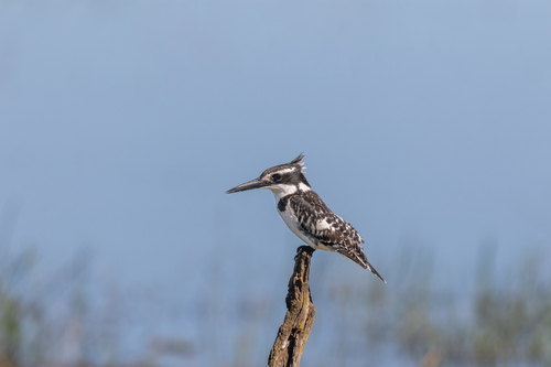 Observations by decklan · iNaturalist