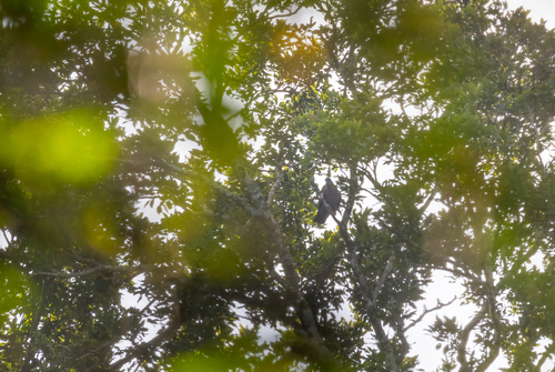 Observations by decklan · iNaturalist