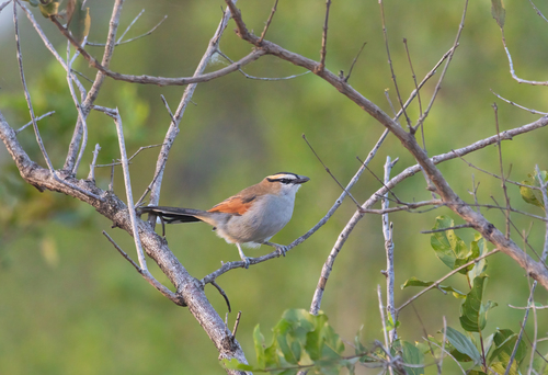 Observations by decklan · iNaturalist