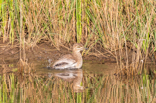 Observations by decklan · iNaturalist