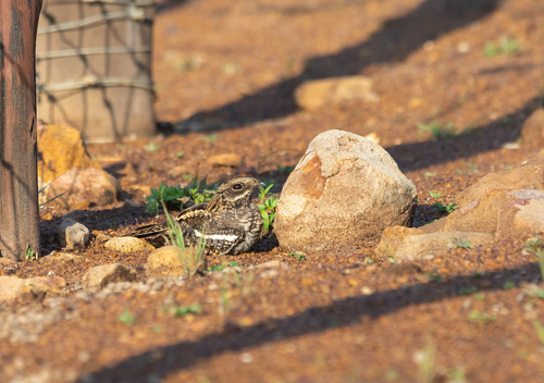 Observations by decklan · iNaturalist