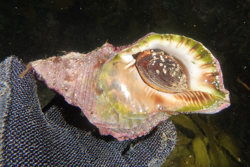 Knobbed Triton Snail from Northland, New Zealand on March 19, 2023 at ...