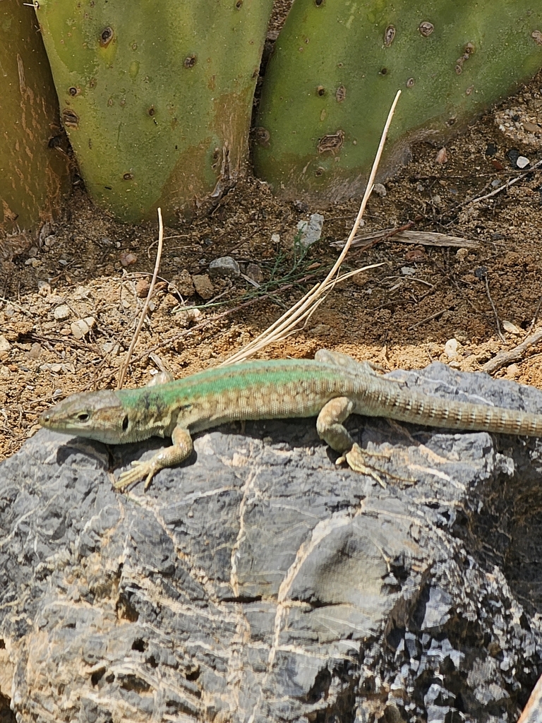 Italian Wall Lizard in June 2023 by alazon · iNaturalist