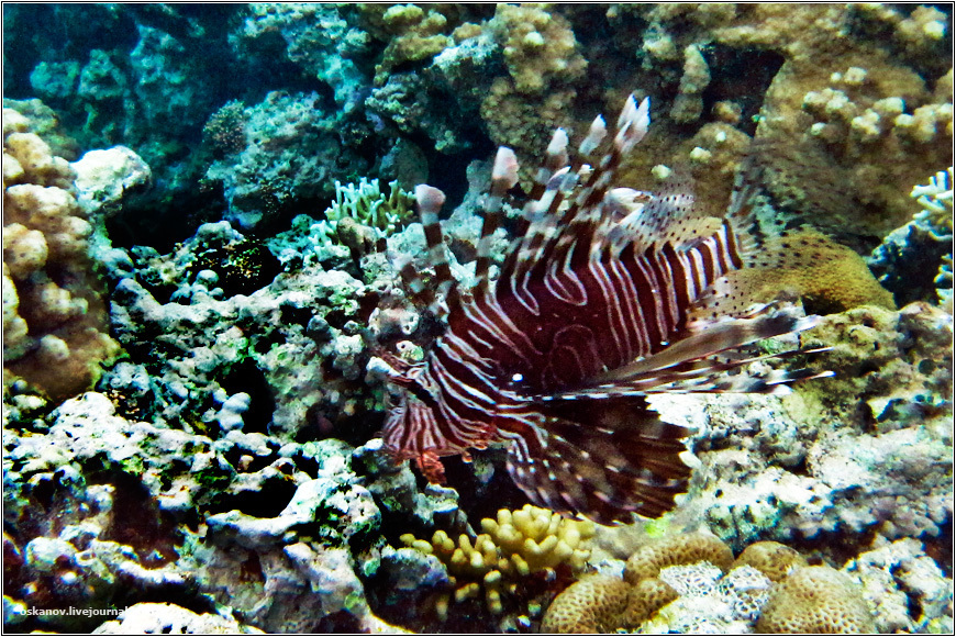 Indian Lionfish on March 13, 2010 at 02:21 PM by yakov_oskanov ...