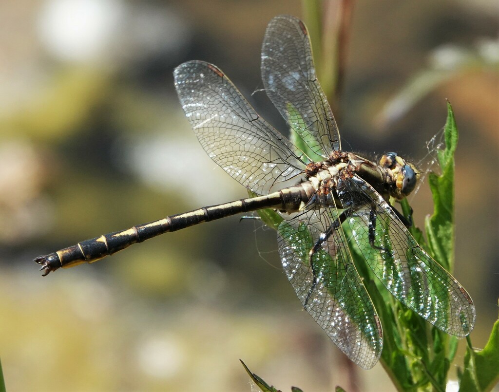 Dusky Clubtail from Wiregrass Lake on May 30, 2023 at 03:04 PM by Rick ...