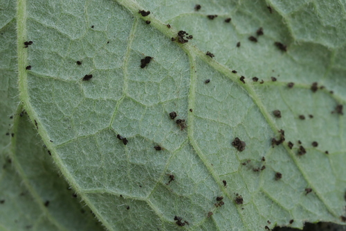 Didymium vernum · iNaturalist