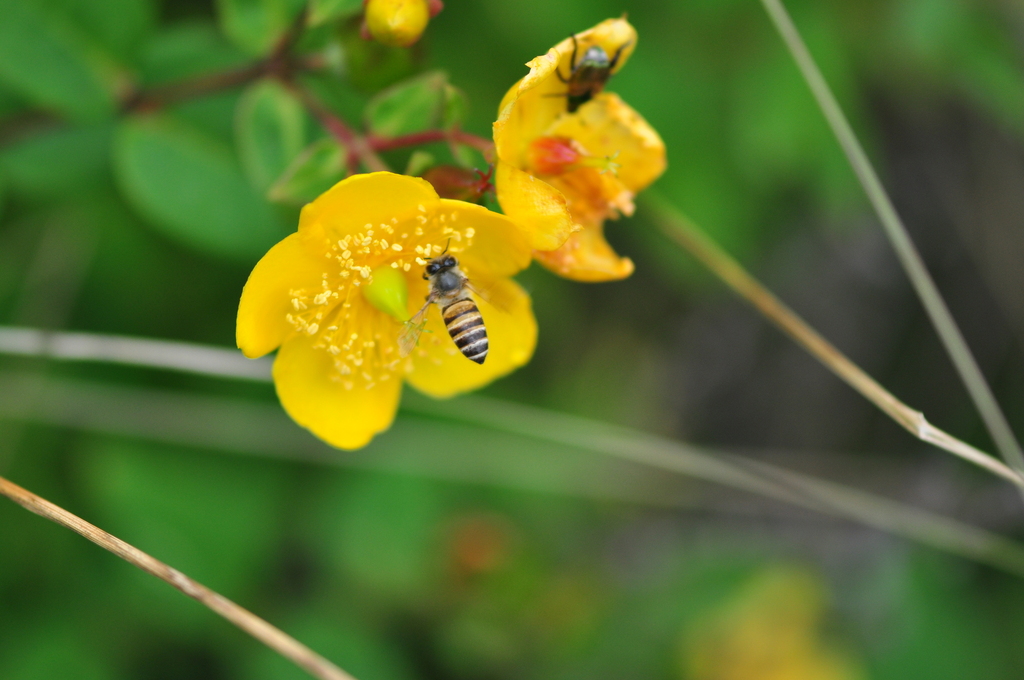 Asian Honey Bee from 中国云南省迪庆藏族自治州维西傈僳族自治县 on August 29, 2013 at 02:33 ...