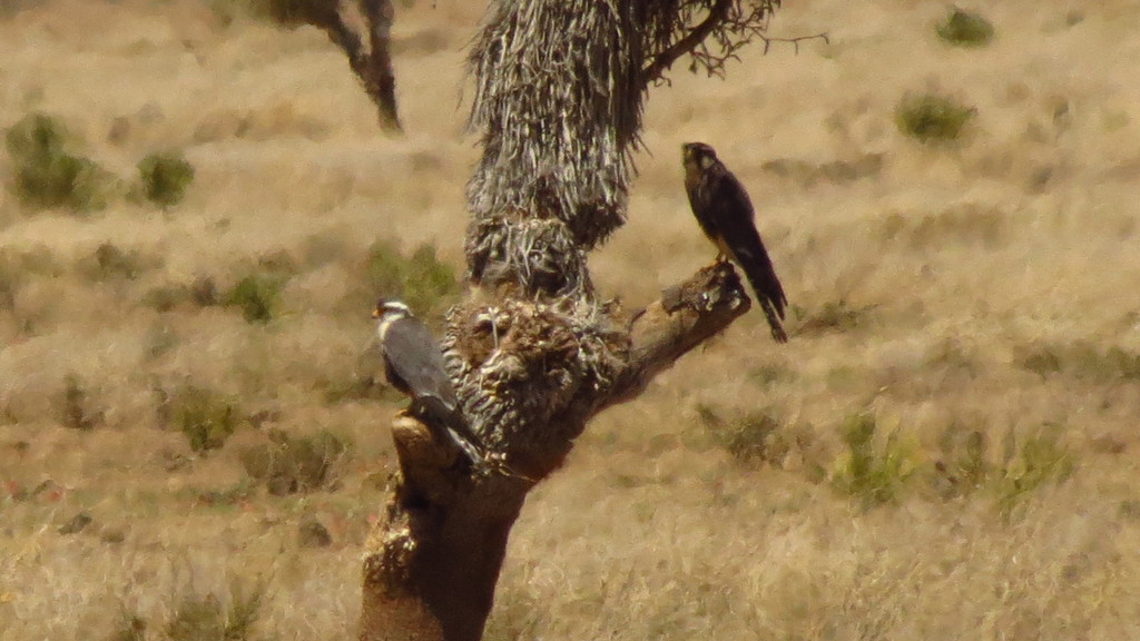 Aplomado Falcon from Villa Ahumada, Chih., México on April 15, 2016 at ...