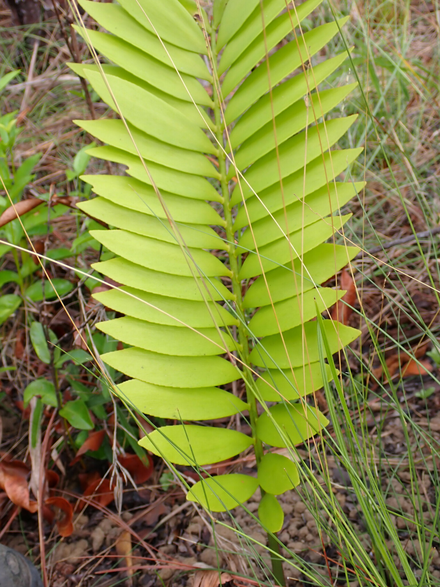 Zamia prasina W.Bull