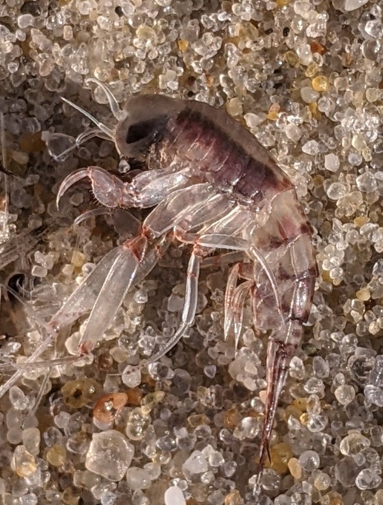 Themisto compressa from Sable Island, Fishermans Harbour, NS B0J 1M0 ...