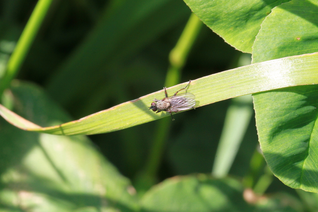 Coenosia tigrina from 8830 Tjele, Denmark on June 1, 2023 at 10:35 AM ...