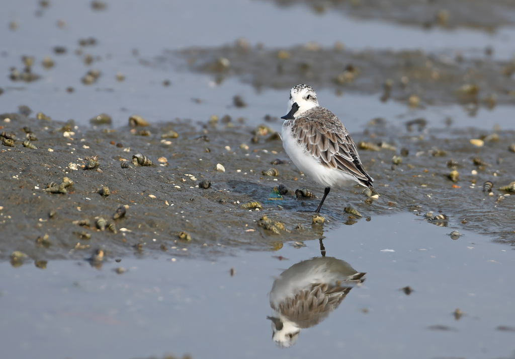 Spoon-billed Sandpiper in March 2022 by shigui_huang · iNaturalist