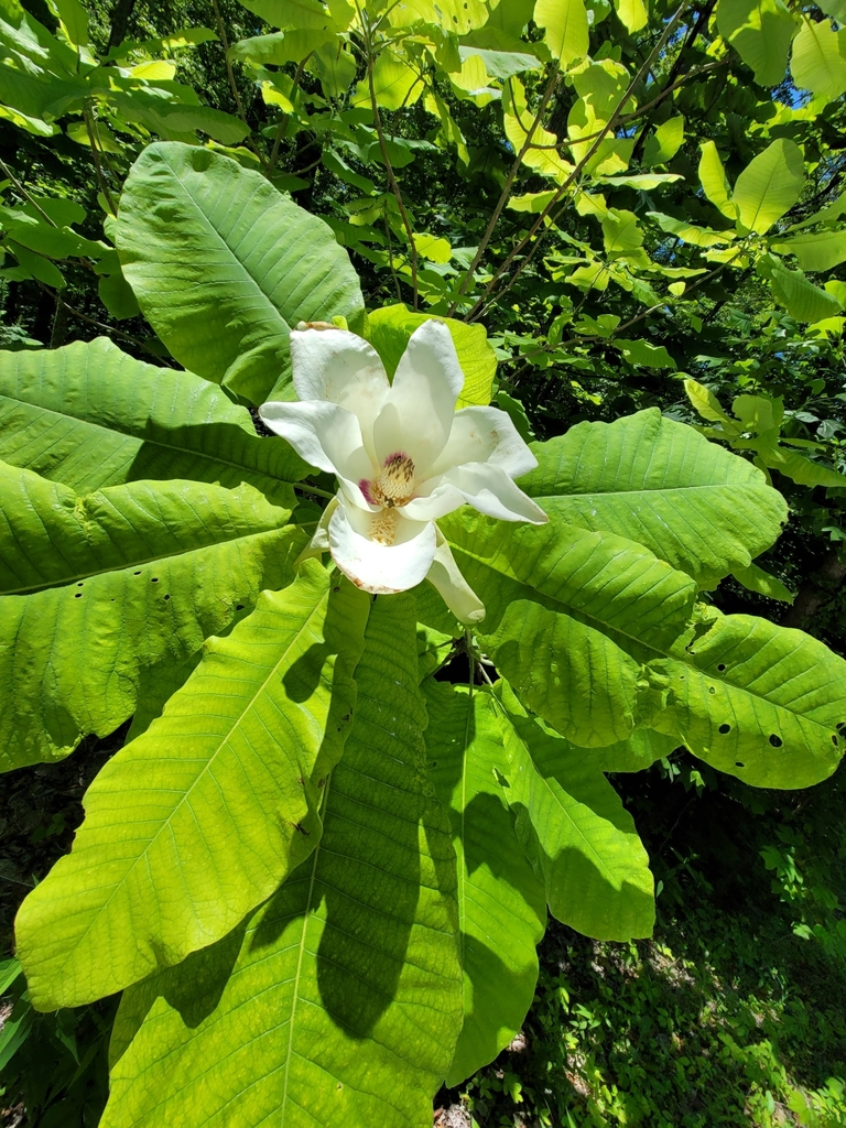 bigleaf magnolia from Rosslyn, KY 40380, USA on May 31, 2023 at 12:09 ...