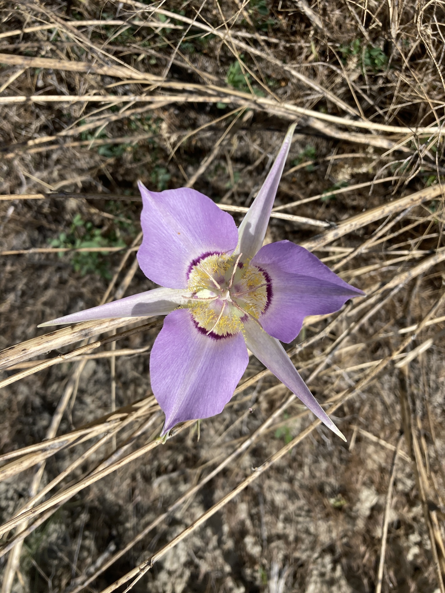 Calochortus macrocarpus Douglas