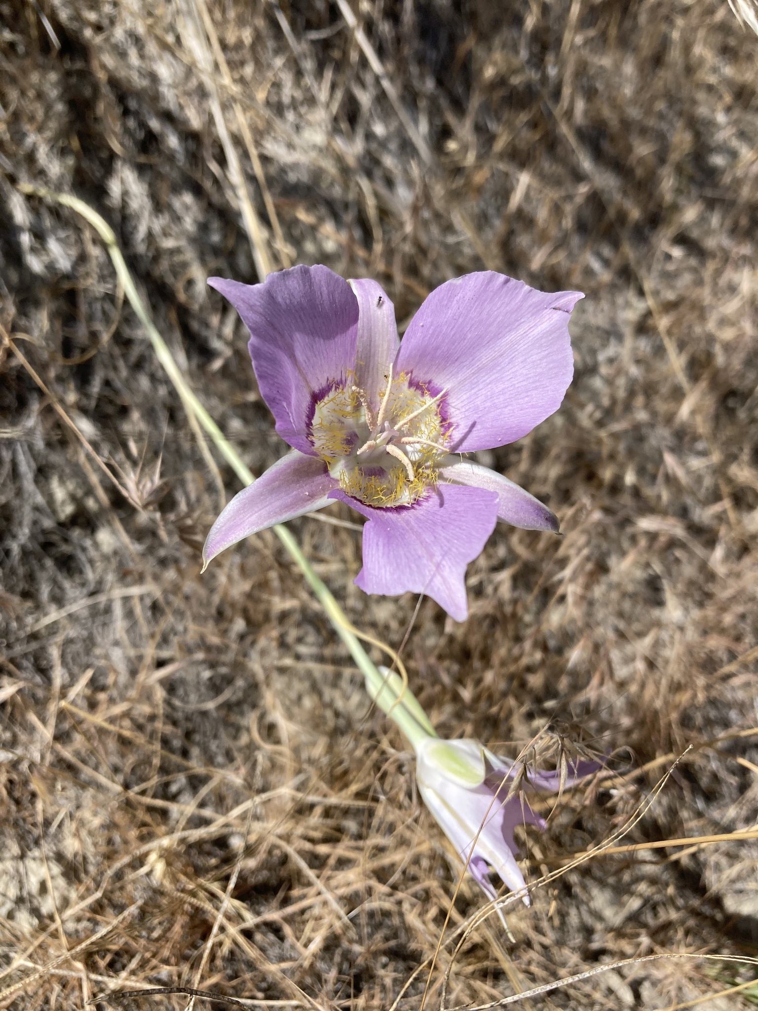 Calochortus macrocarpus Douglas