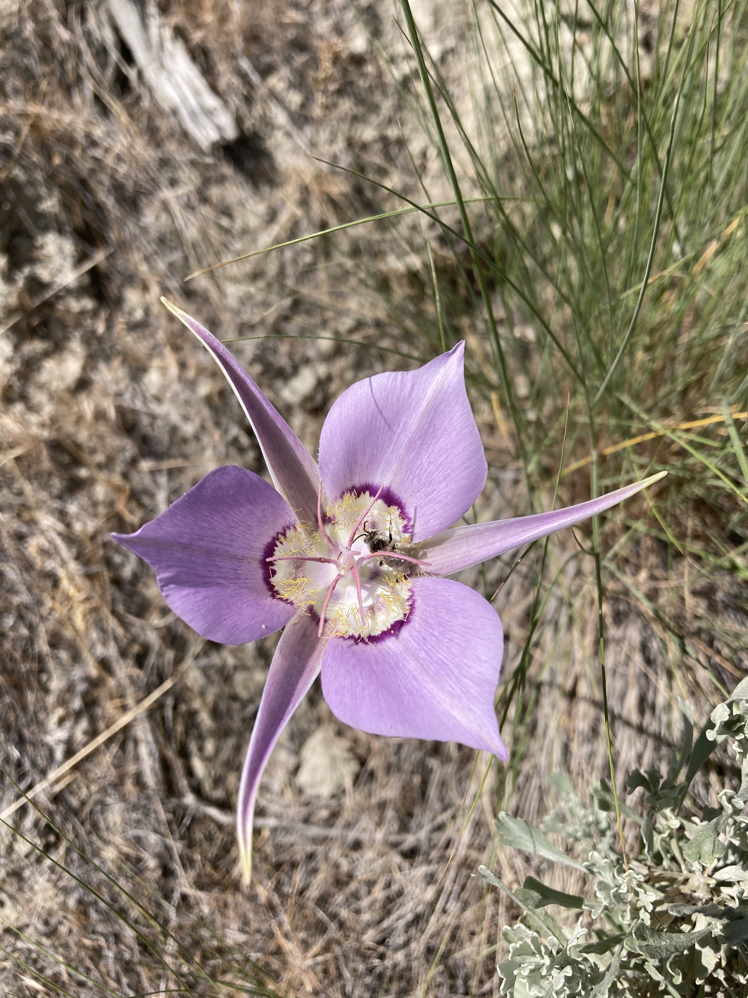 Calochortus macrocarpus Douglas