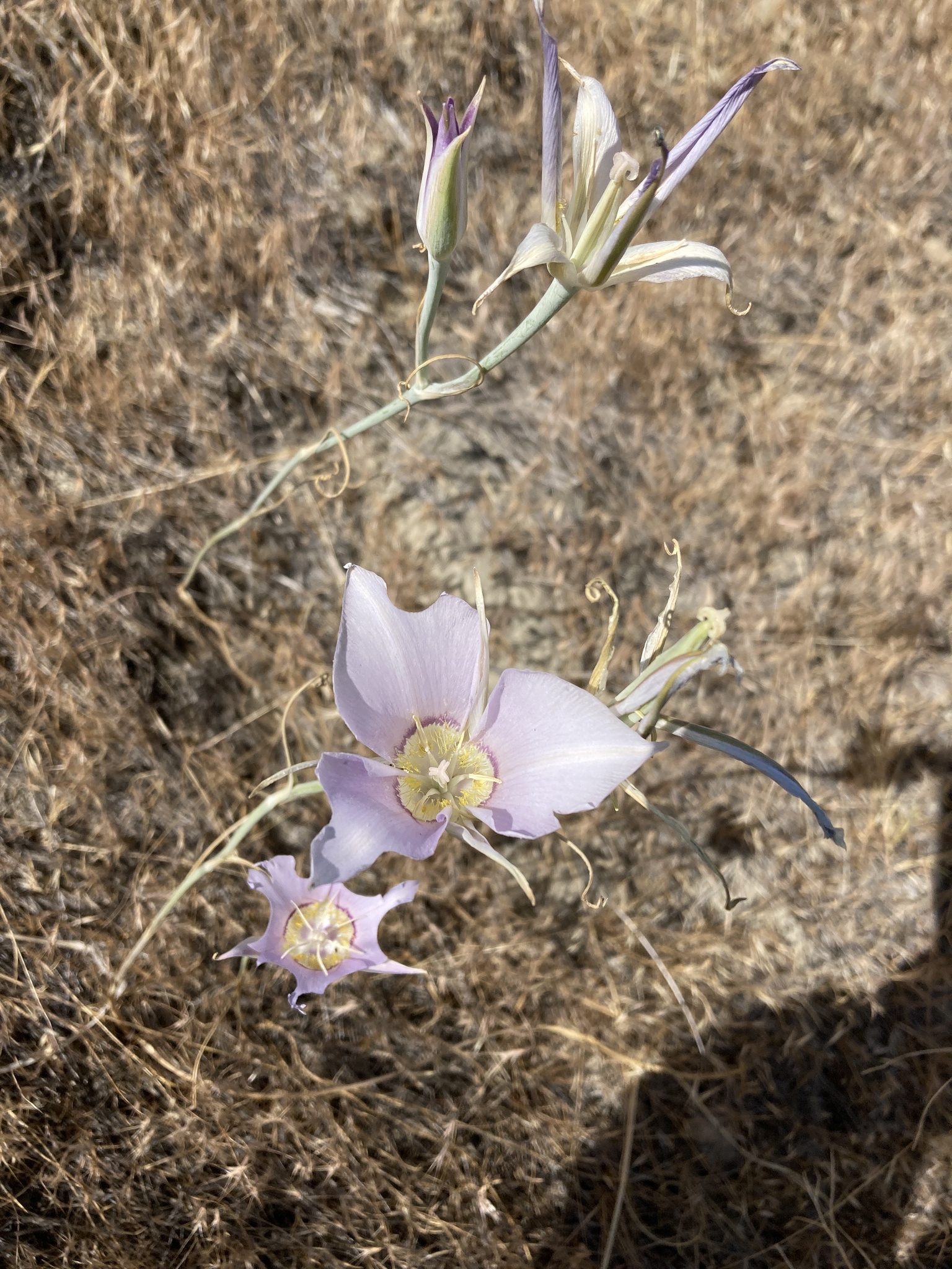 Calochortus macrocarpus Douglas