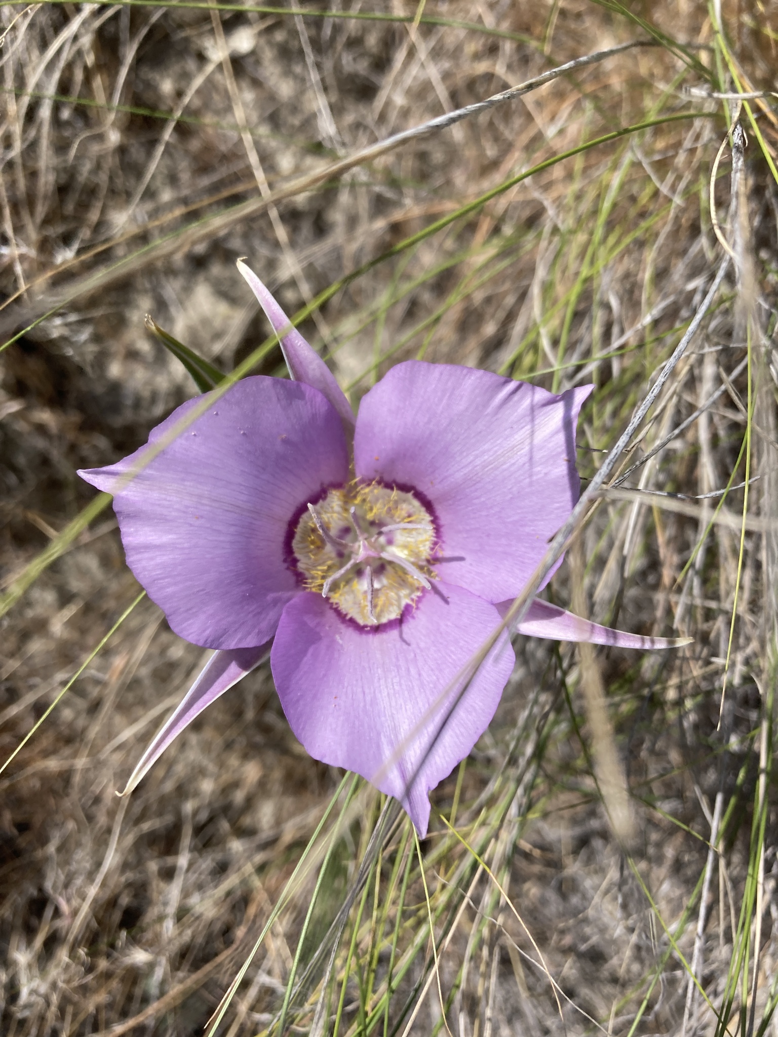 Calochortus macrocarpus Douglas