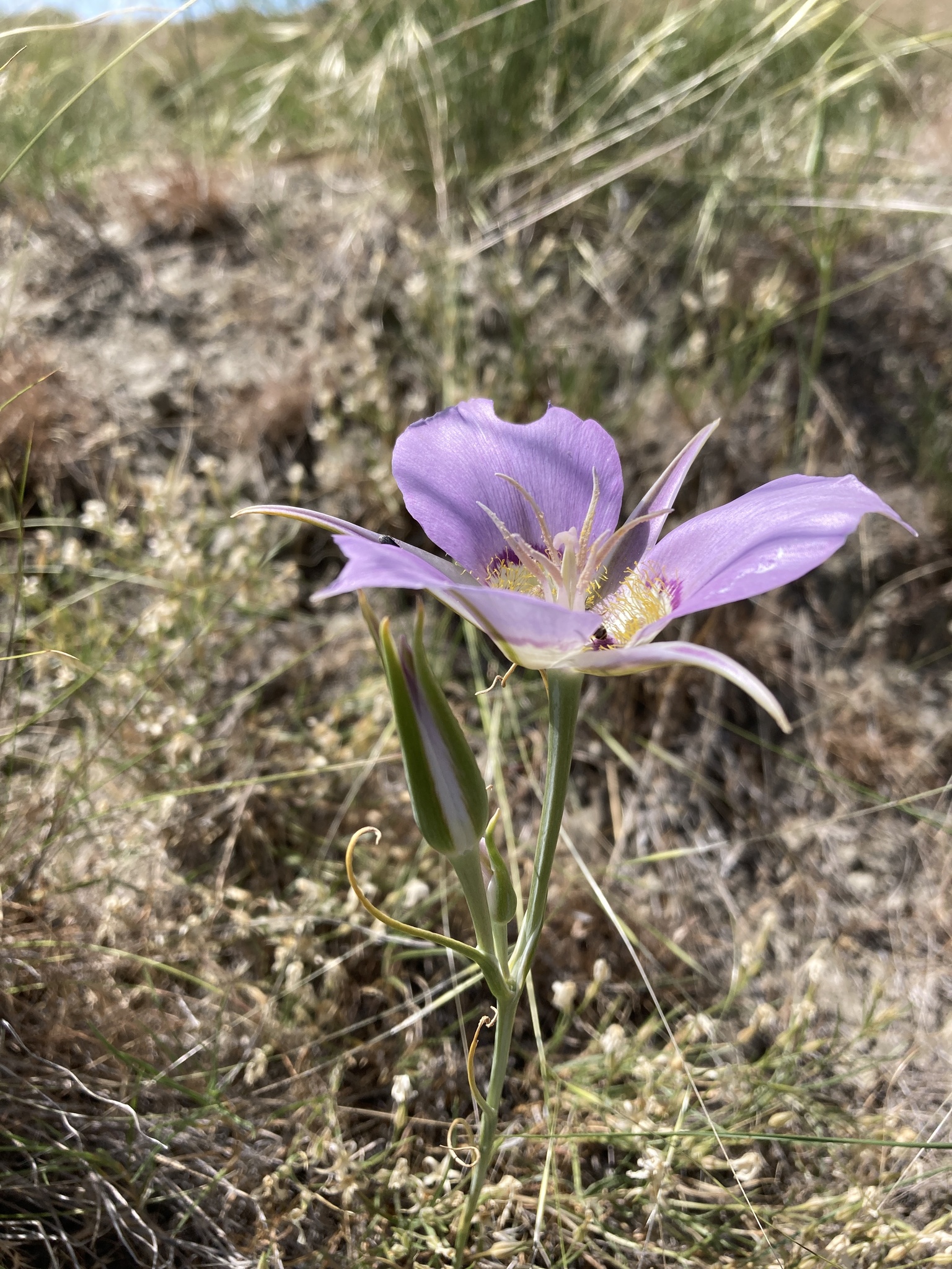 Calochortus macrocarpus Douglas