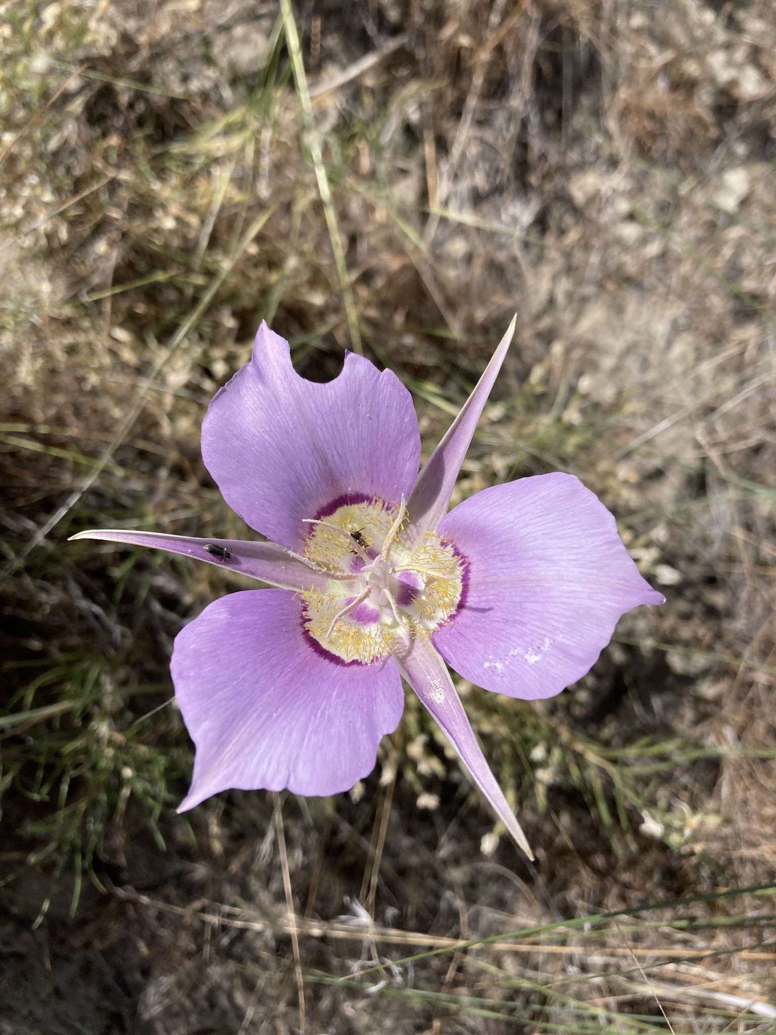 Calochortus macrocarpus Douglas