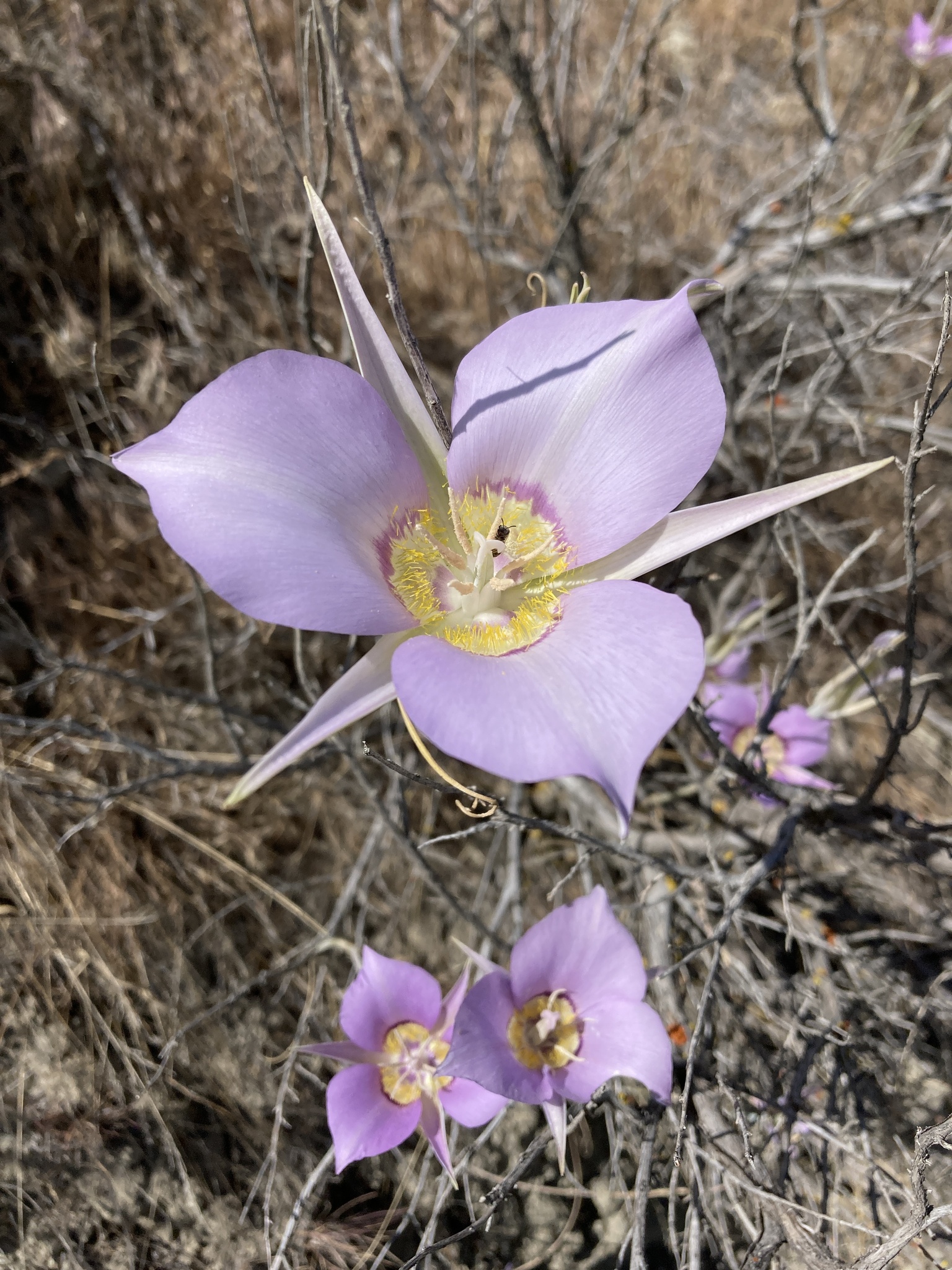 Calochortus macrocarpus Douglas
