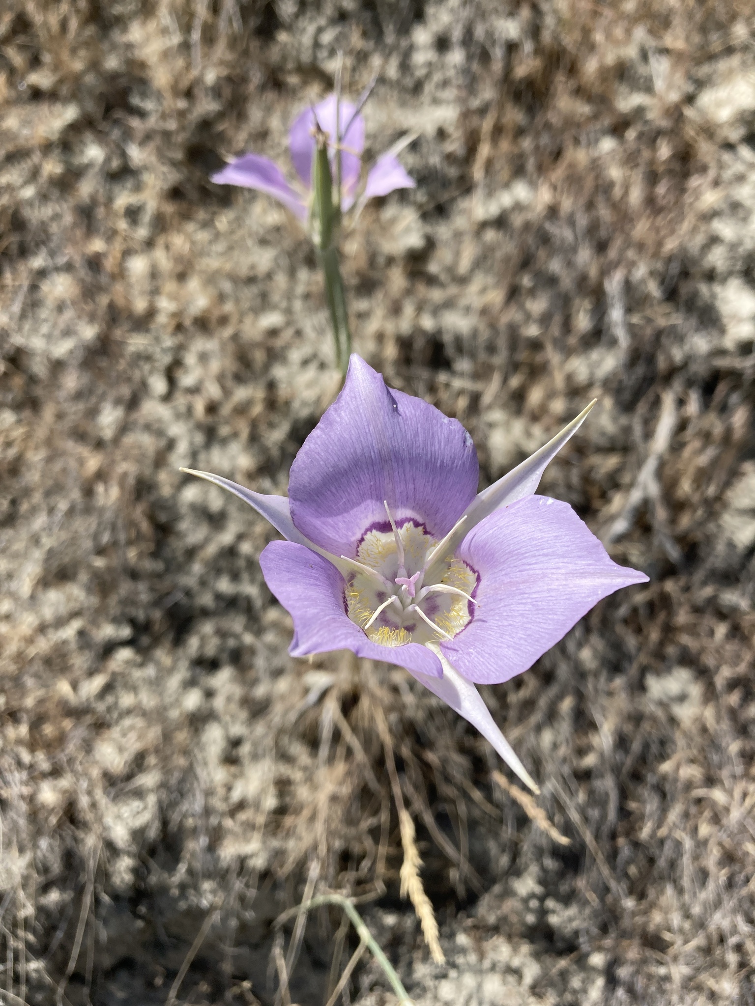 Calochortus macrocarpus Douglas