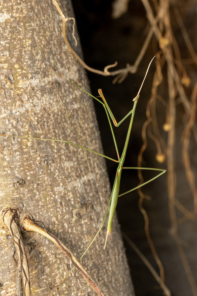 Indian Grass Mantis from WCCR+6JW, Hunasemaradapalya, Bheemanakuppe ...