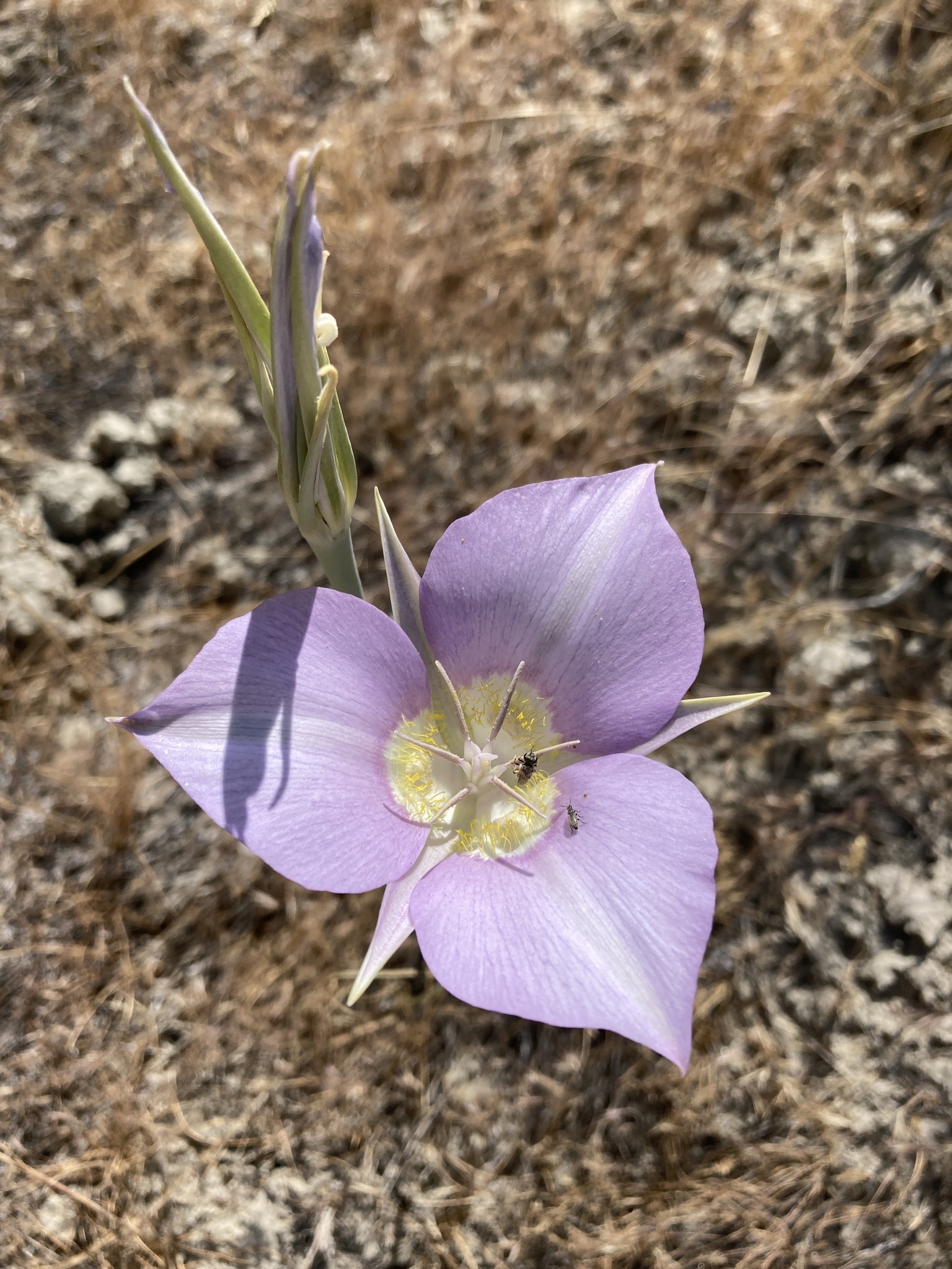 Calochortus macrocarpus Douglas