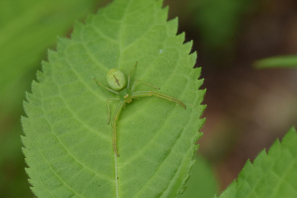 Oxytate striatipes from 日本、〒325-0111 栃木県那須塩原市板室 on May 27, 2023 at 10: ...