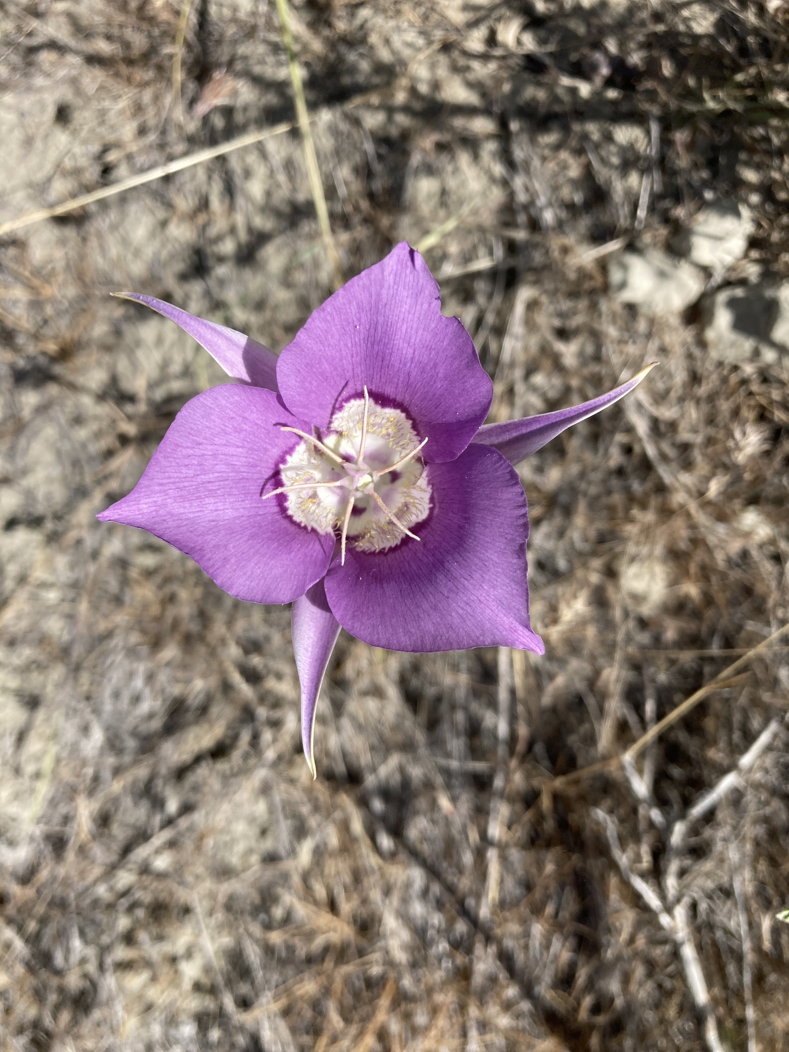 Calochortus macrocarpus Douglas