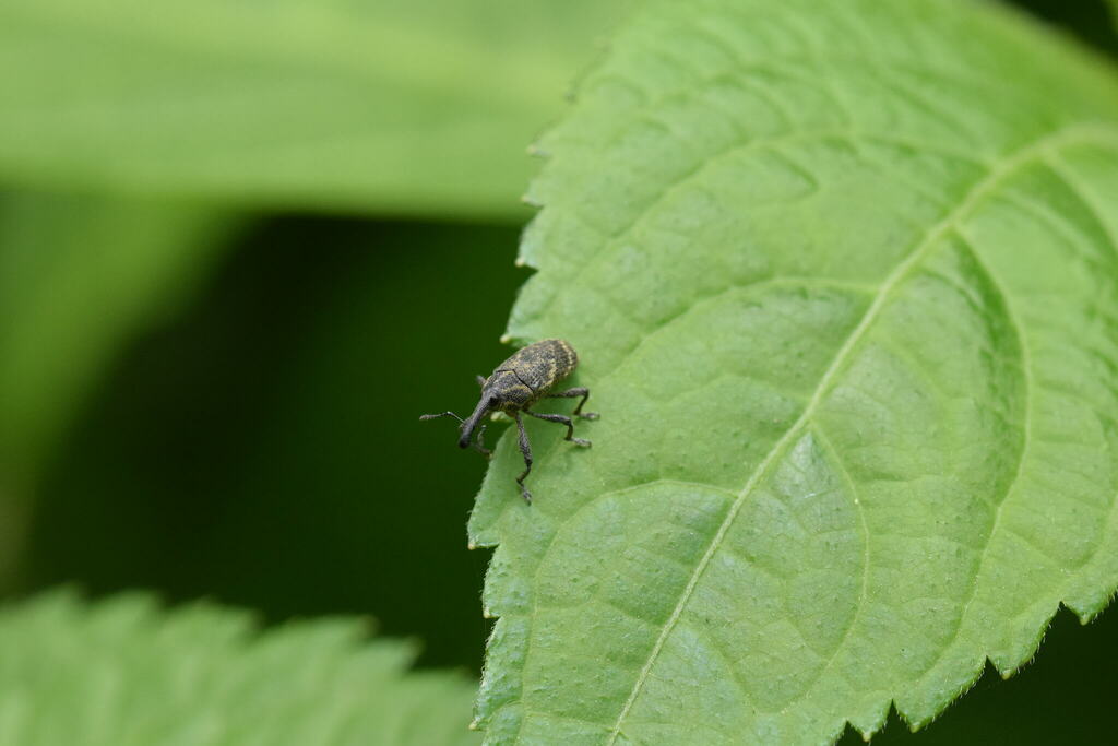 Merus flavosignatus from 日本、〒325-0111 栃木県那須塩原市板室 on May 27, 2023 at 10: ...