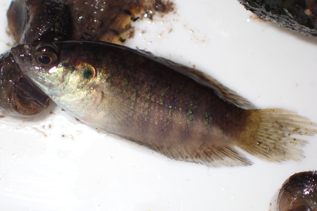 Fork tailed paradisefish in May 2023 by Yui Hong Chiu · iNaturalist