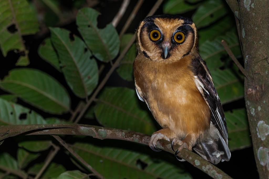 Buff-fronted Owl from Mogi das Cruzes - SP, Brasil on May 29, 2023 by ...