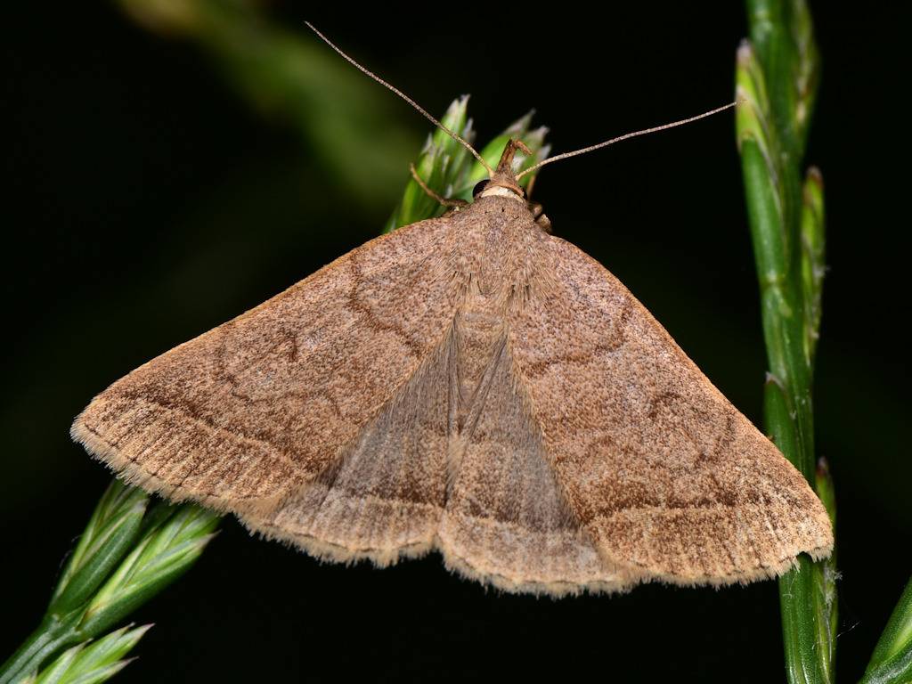 Zanclognatha lunalis (Scopoli, 1763)