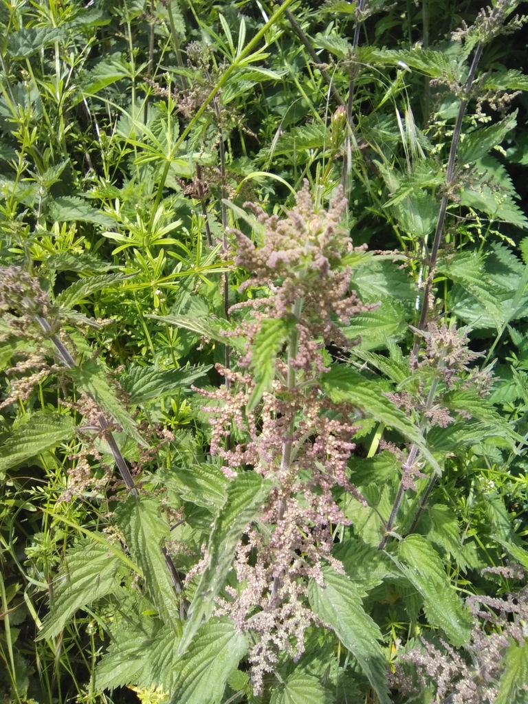 great stinging nettle from Helipad, Englefield Green, Egham TW20 0XB, UK on June 1, 2023 at 01: ...