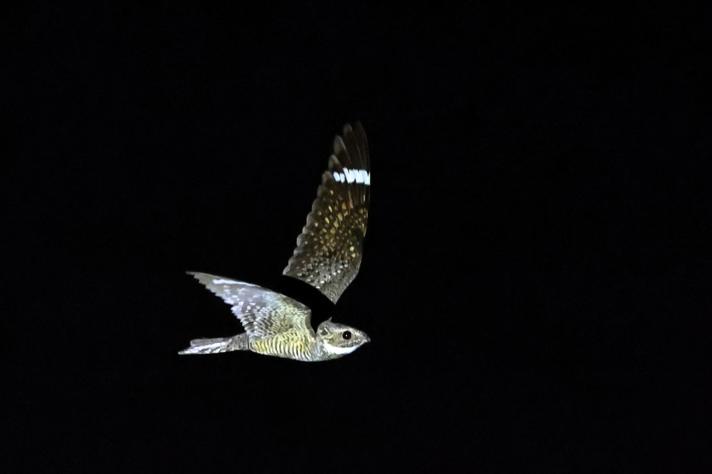 Lesser Nighthawk from Bustamante, N.L., México on May 31, 2023 at 08:25 ...